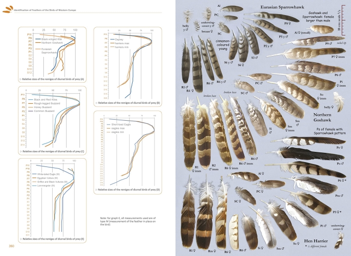 Feathers: An Identification Guide to the Feathers of Western European Birds