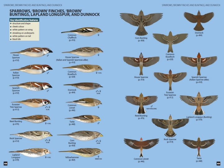 Flight Identification of European Passerines and Select Landbirds