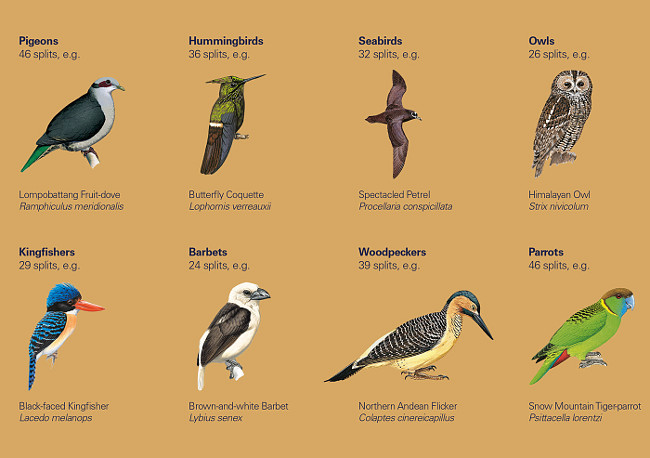 HBW and Birdlife International Illustrated Checklist of the Birds of ...